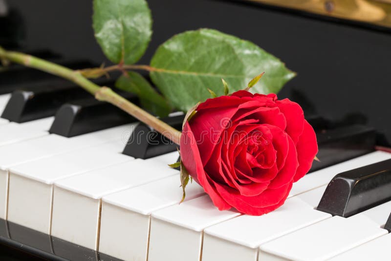 Piano Red Rose Stock Images - Download 862 Royalty Free Photos