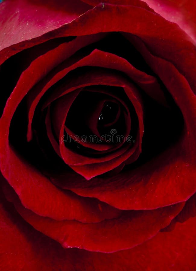 Dark Rose stock image. Image of pink, isolated, flower, petal - 57015