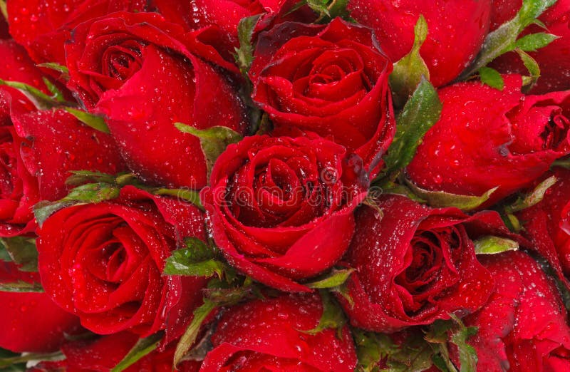 Bed of red roses stock photo. Image of flora, arrangement - 691182