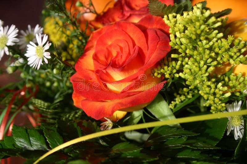 Red Rose stock image. Image of orange, mixed, bouquet, flower - 359225