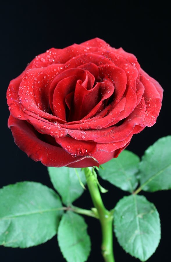 Red rose stock image. Image of botanic, flowery, passion - 613865
