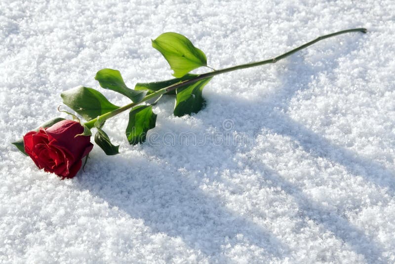 Red rose in the snow stock photo. Image of christmas - 18610244