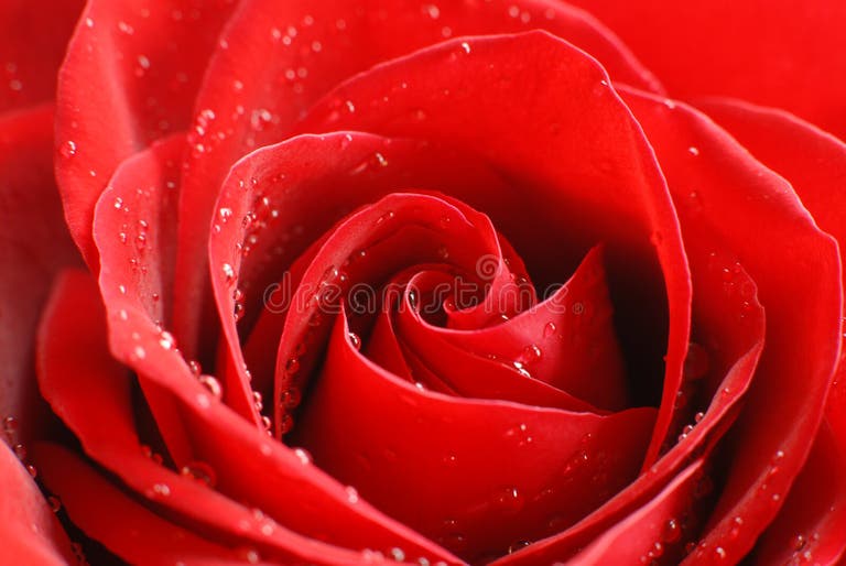 1,949,531 Rose Snijders Stock Photos - Free & Royalty-Free Stock Photos ...