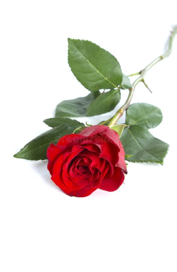 Red rose with torn petals stock image. Image of leaf - 18005751