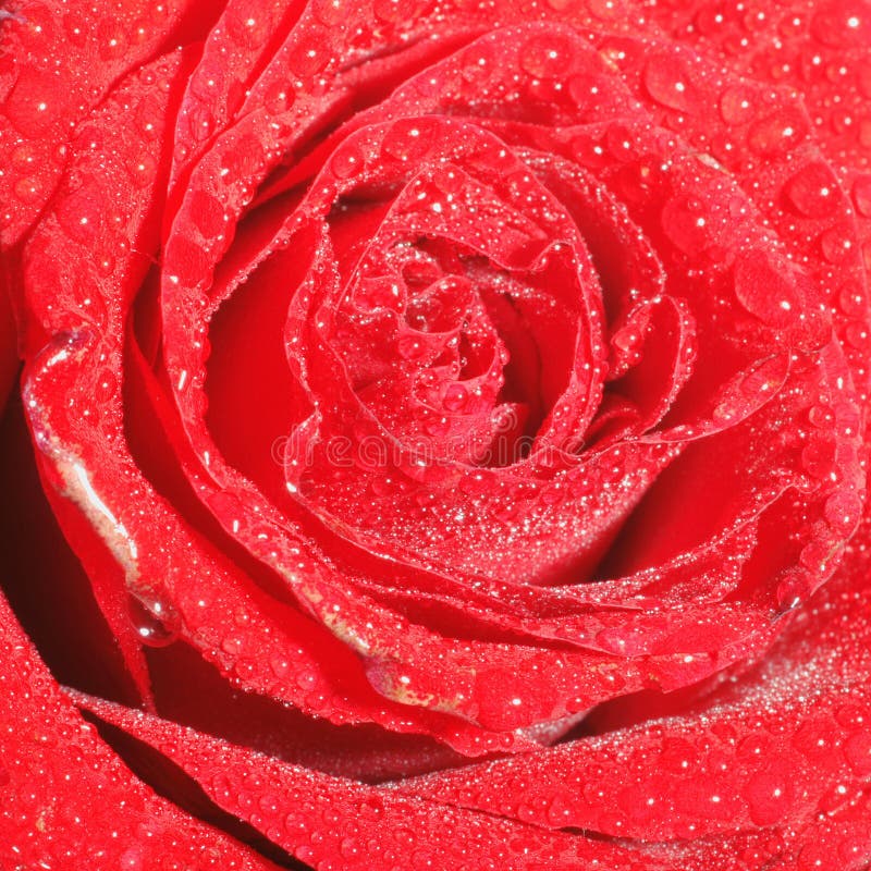 Deep Red Rose Flower with Dew Drops Stock Image - Image of freshness ...
