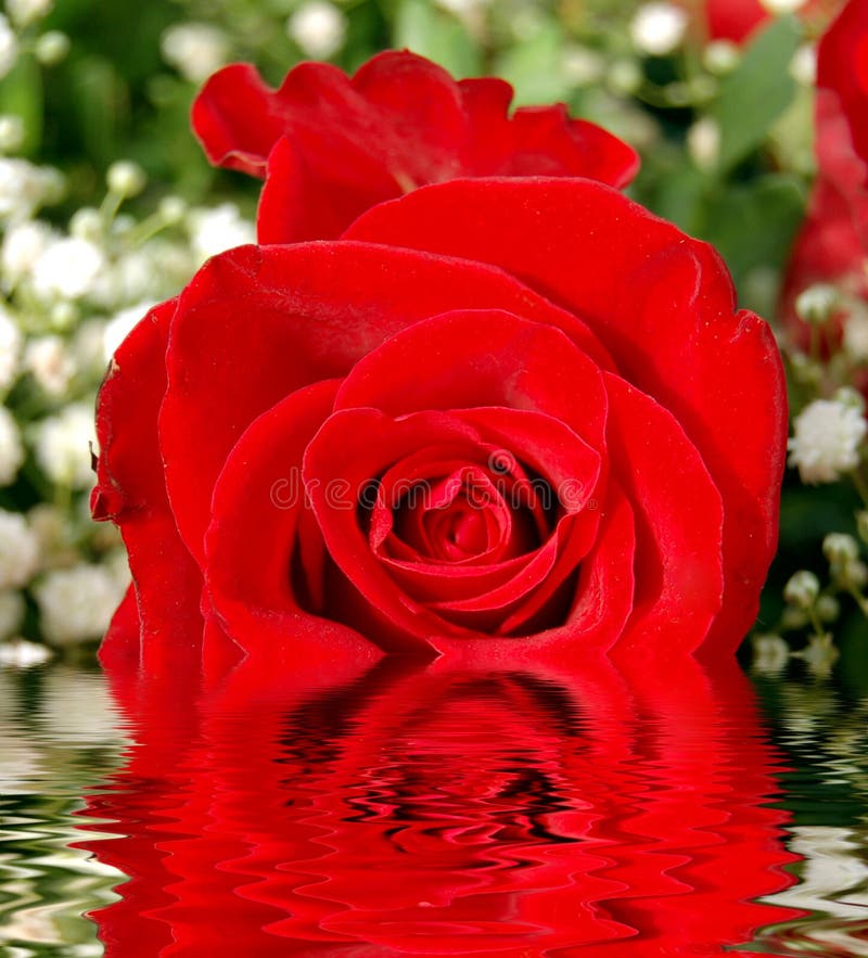 Red Rose Picture. Image: 5796775