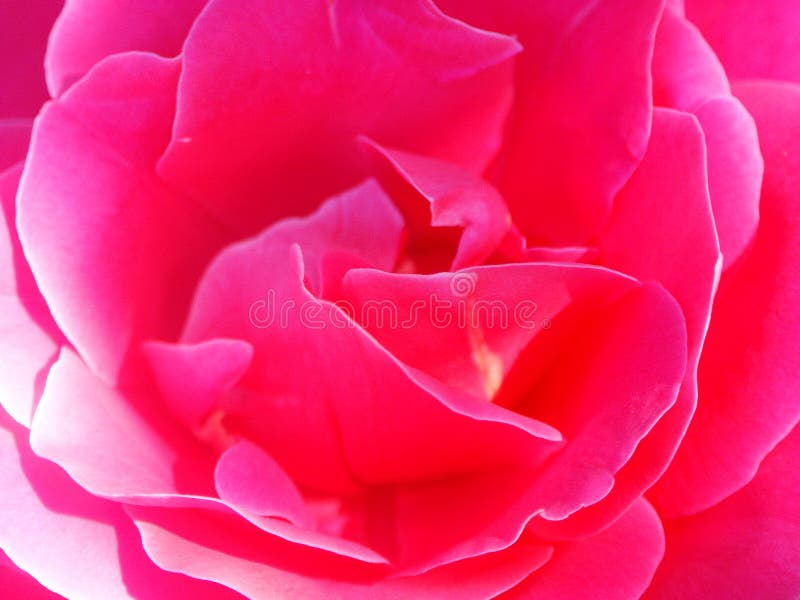 448 Red Rose Zoom Stock Photos - Free & Royalty-Free Stock Photos from ...