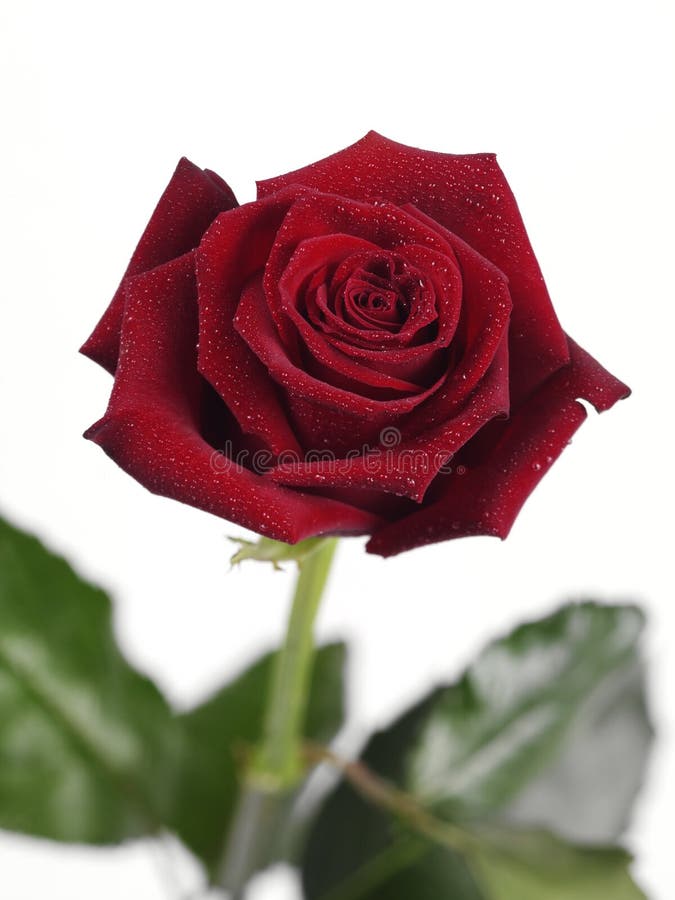 Red rose stock image. Image of object, floral, spring - 6003189