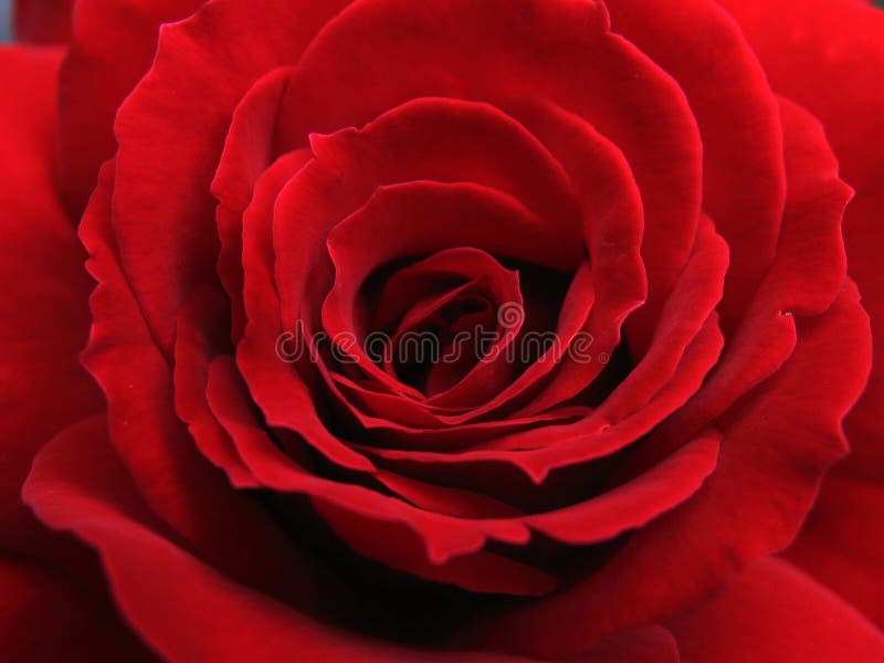 Red rose stock image. Image of color, flores, flower, plant - 6796511