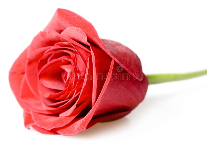 One long stem red rose stock image. Image of blossomed - 10614333