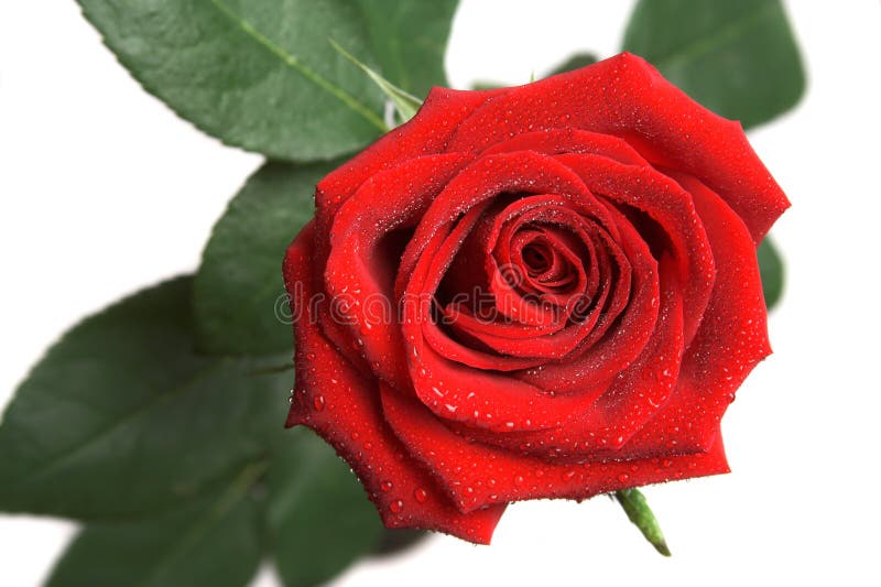 Red rose low key stock image. Image of water, single, beauty - 7191821