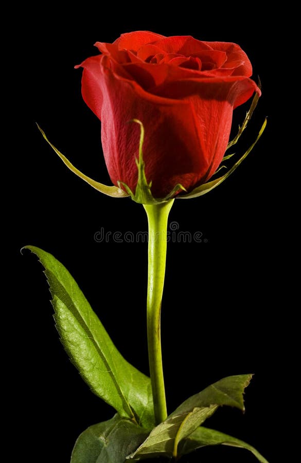 Single romantic red rose stock photo. Image of fragrance - 33992724