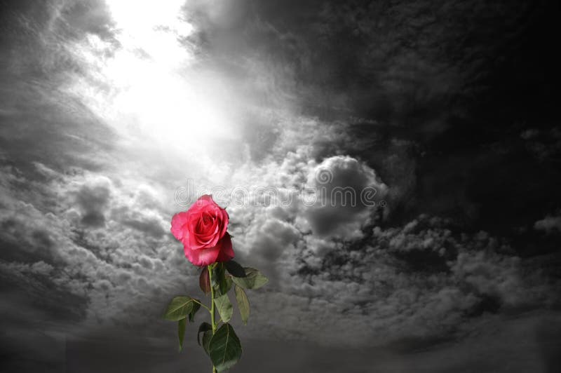 Red rose stock photo. Image of cloudy, night, nature, storm - 7789678