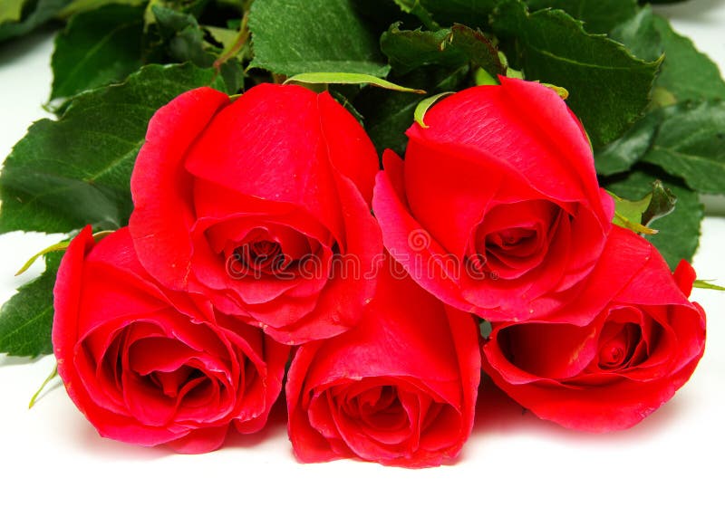 Red Rose Bloom Free Stock Photos & Pictures, Red Rose Bloom Royalty ...