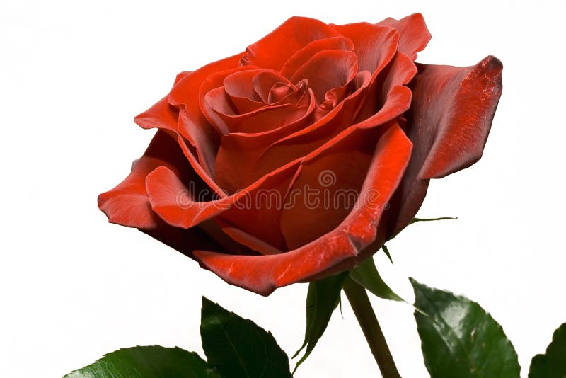 Single romantic red rose stock photo. Image of fragrance - 33992724