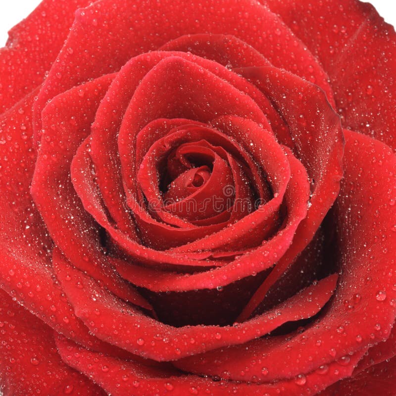 Deep Red Rose Flower with Dew Drops Stock Image - Image of freshness ...