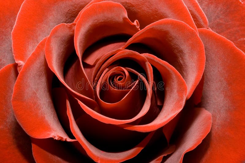 Red rose stock photo. Image of nature, gift, perfection - 8413400