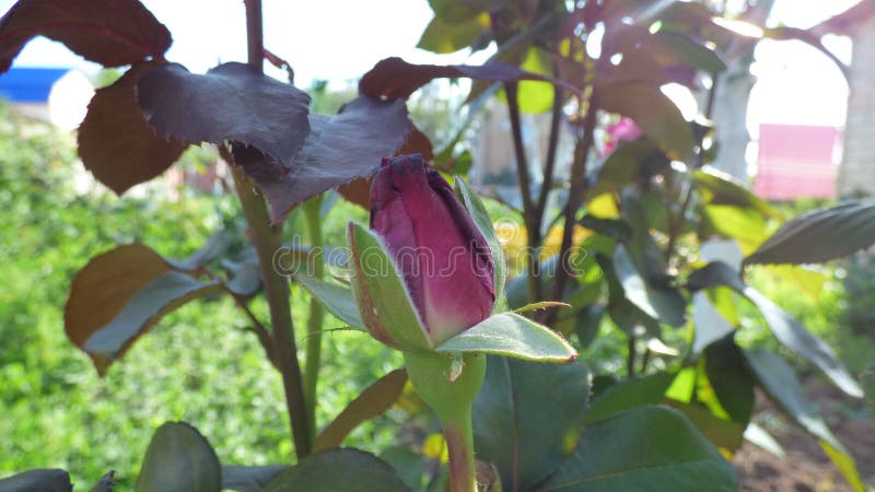 Red rose stock photo. Image of spikes, rose, flower, palisadnik - 86355384