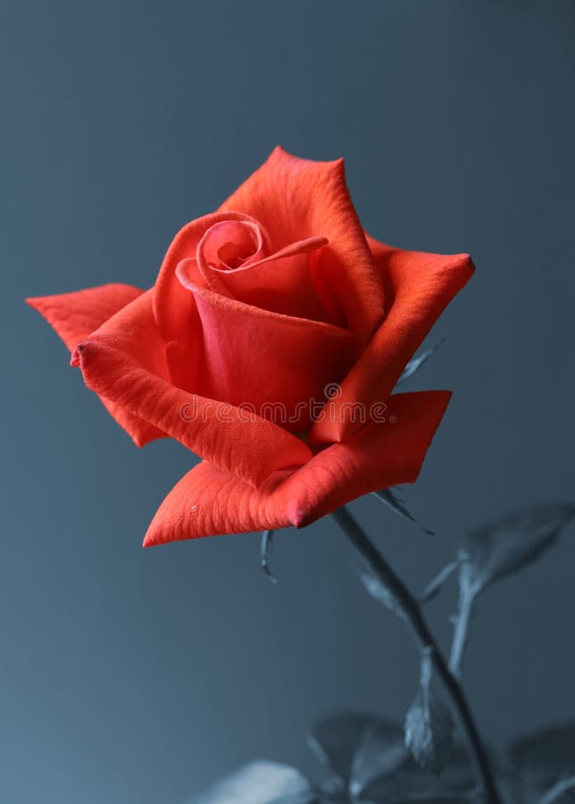 Red passion stock image. Image of nature, romantic, rose - 48835