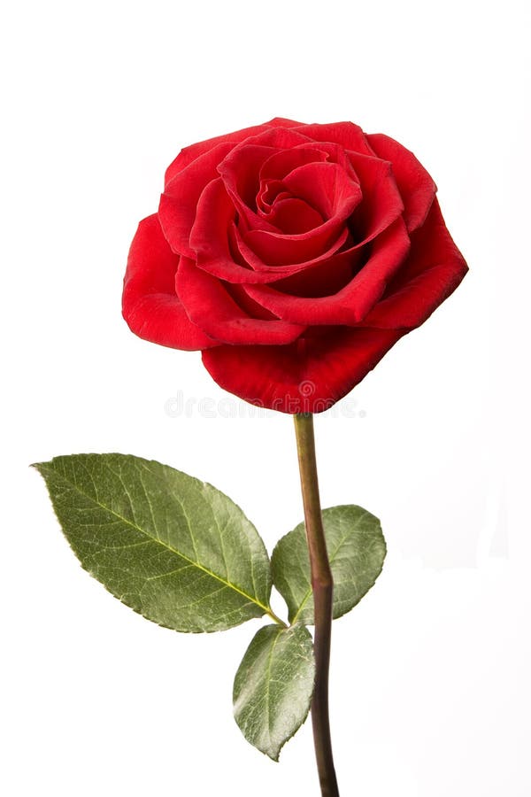 1,621,217 Rose Stock Photos - Free & Royalty-Free Stock Photos from ...