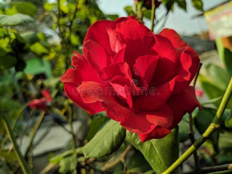 Red Rose at Afternoon, Indonesia 2019 Stock Image - Image of afternoon ...