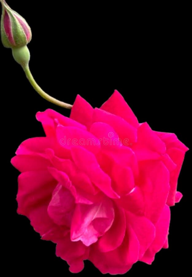A Red Rose Against a Black Background Stock Photo - Image of flower ...
