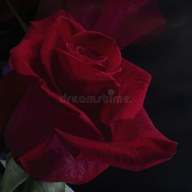 Red Rose Against Black Background Stock Image - Image of bunch, blossom ...