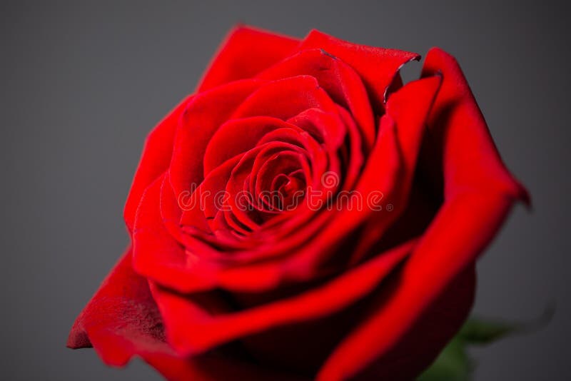 Red Rose Against a Gray Background, Single Rose Stock Image - Image of ...