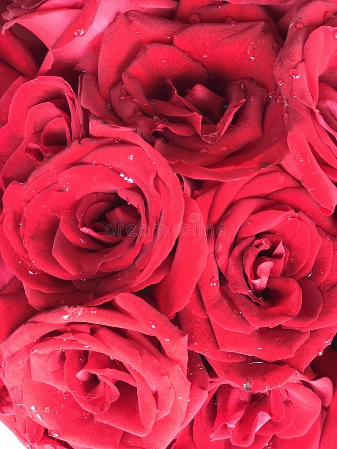 Red rose stock photo. Image of lofty, airy, merry, flower - 193294356