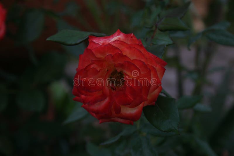 Red Rose Alone stock image. Image of alone, valentine - 104294417