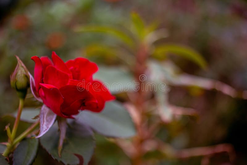 A red rose with alone. stock image. Image of leaf, beauty - 170160959