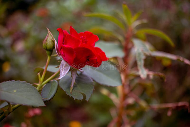 A red rose with alone. stock image. Image of blooming - 170160975