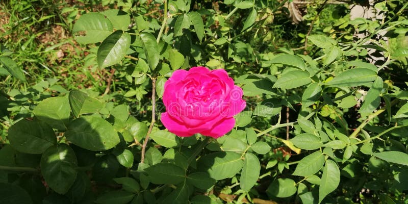 Red rose Alone in the sun stock image. Image of rose - 154587153