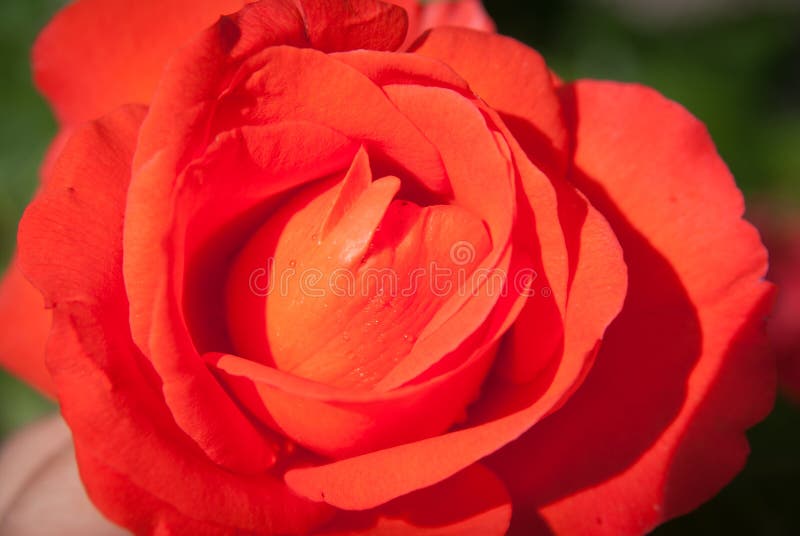 Red rose, Andalusia, Spain stock photo. Image of europe - 54444434
