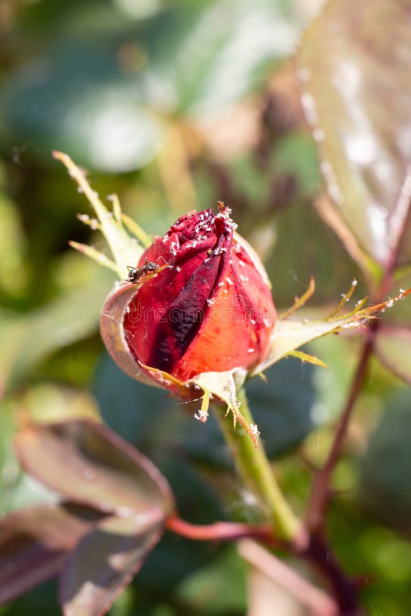 Red Rose with Aphids in a Garden Stock Image - Image of petal, flower ...