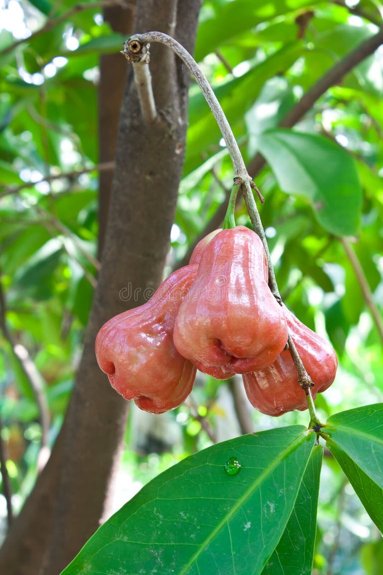 8,440 Rose Apple Tree Stock Photos - Free & Royalty-Free Stock Photos ...