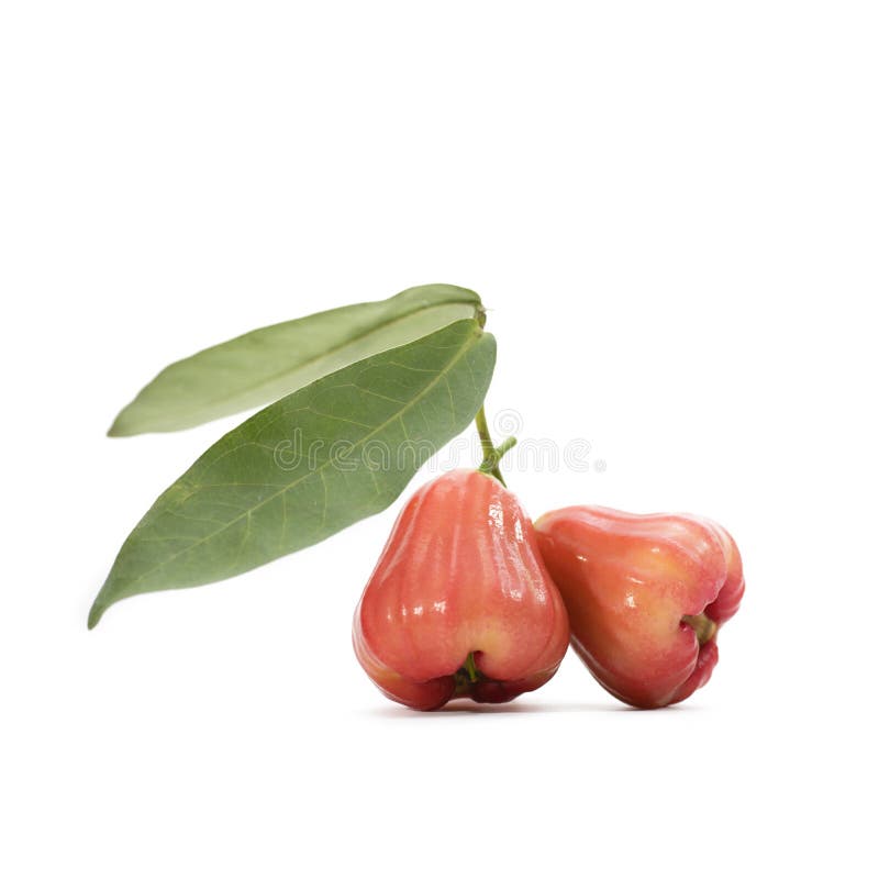 Red Rose Apple or Bell Fruit on White Background Stock Image - Image of ...