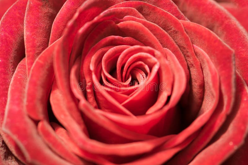 Red rose background stock photo. Image of bright, wild - 284434484