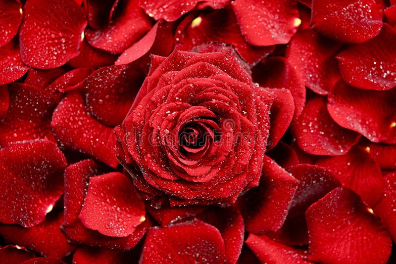 Red Rose Background stock photo. Image of decoration - 29228306