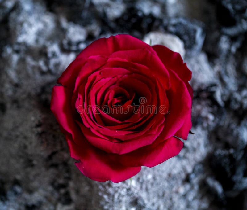 Red Rose on the Background of Burnt Ash Stock Photo - Image of dirt ...