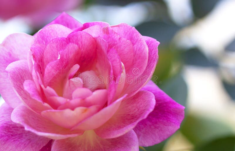 Red rose background stock photo. Image of festive, flora - 358818678