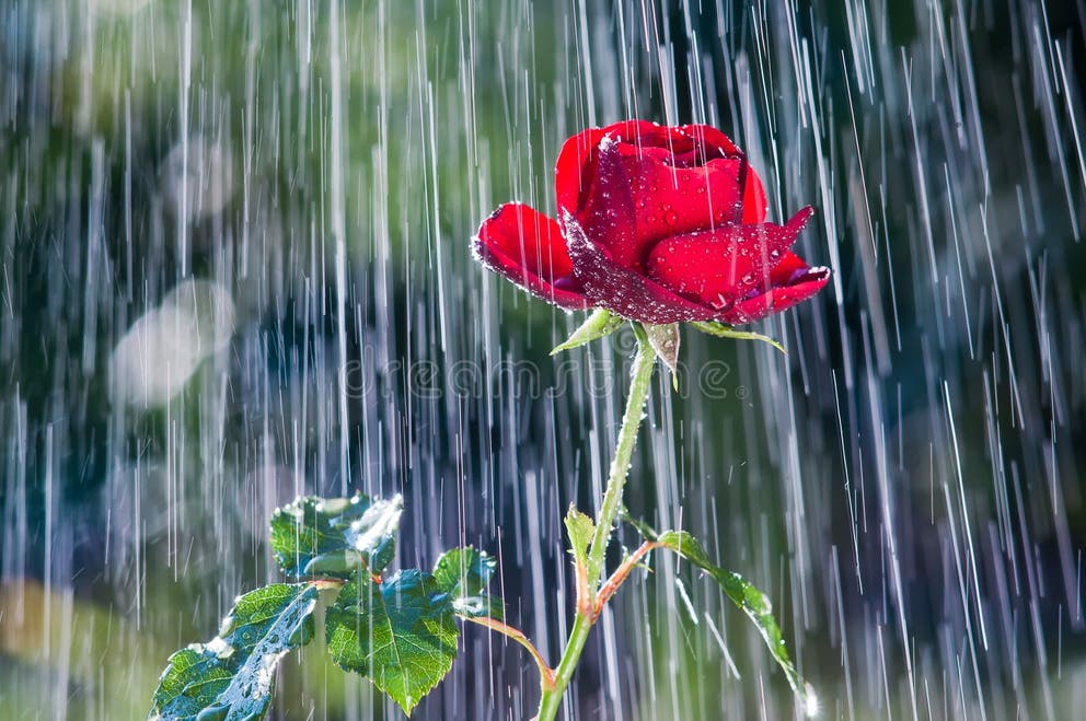 Red Rose on a Background of Raindrops Tracks Stock Image - Image of ...