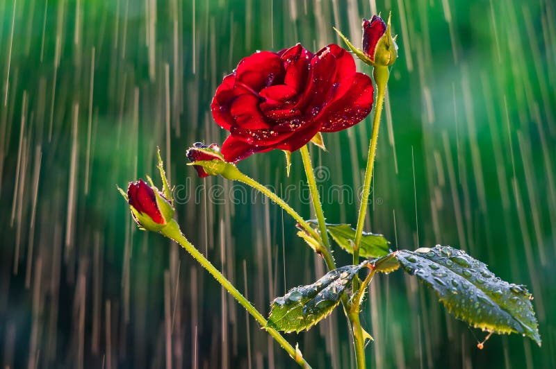 Red Rose Tracks Stock Photos - Free & Royalty-Free Stock Photos from ...