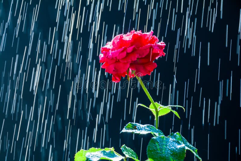 Red Rose Tracks Stock Photos - Free & Royalty-Free Stock Photos from ...