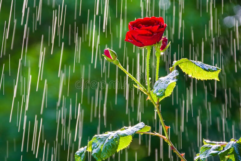 Red Rose Tracks Stock Photos - Free & Royalty-Free Stock Photos from ...