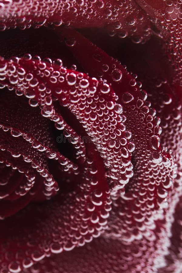 A Red Rose on a Red Background, Under Water in Air Bubbles. Stock Photo ...