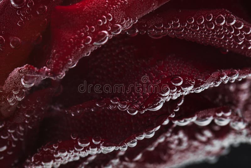 A Red Rose on a Red Background, Under Water in Air Bubbles. Stock Photo ...