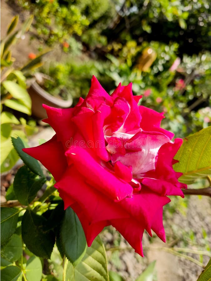 Red Rose at the backyard stock image. Image of nature - 221109829
