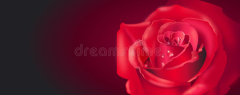 Red Rose Banner stock vector. Illustration of drama, gift - 14688836