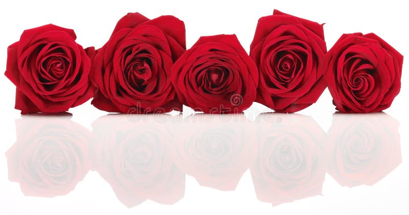 Red Rose Banner stock image. Image of flower, white, roses - 77792915